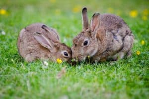 How To Raise Rabbits For Manure: The Full Guide | Homestead Crowd