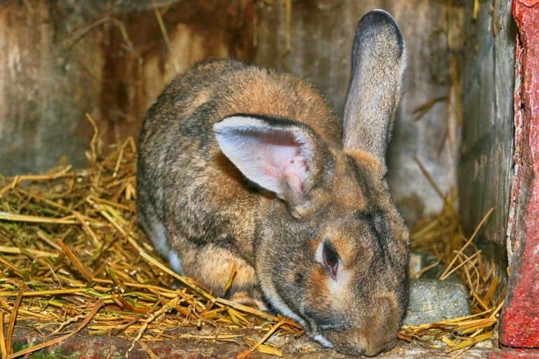 How To Raise Rabbits For Manure: The Full Guide | Homestead Crowd