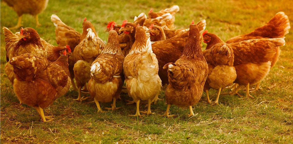 How Many Chickens Per Acre 10 Things To Consider Homestead Crowd