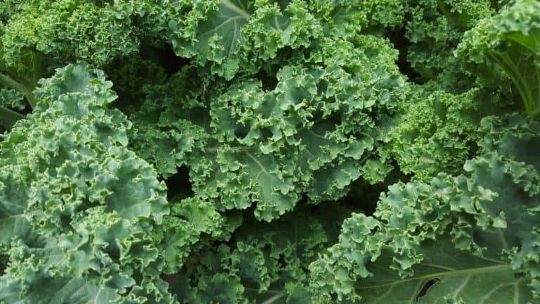 Kale – Sun, Water, And Soil Requirements | Homestead Crowd