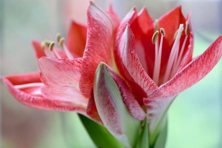 How to Grow Amaryllis – Complete Guide | Homestead Crowd