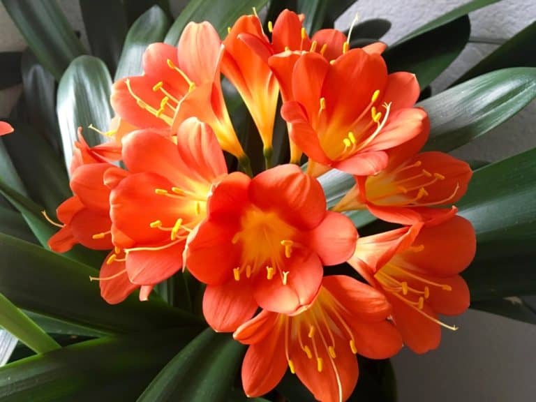 Growing Clivia – Step By Step Guide (With Pictures) | Homestead Crowd
