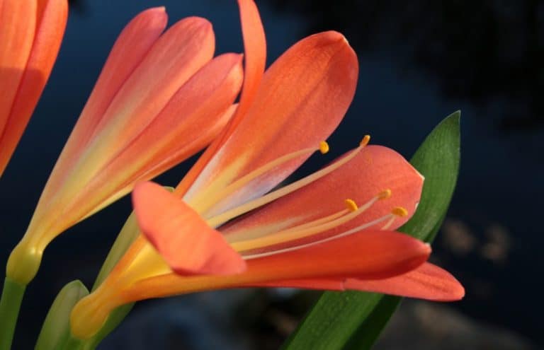 Growing Clivia – Step By Step Guide (With Pictures) | Homestead Crowd
