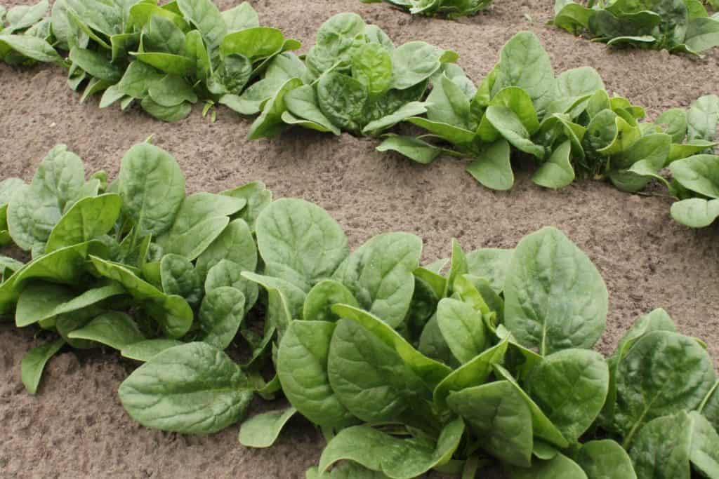 How Long Does It Take To Grow Spinach Homestead Crowd