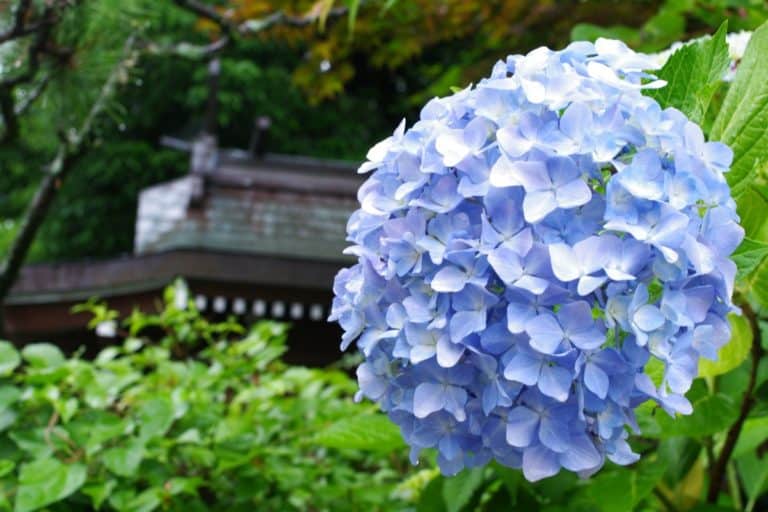 Hydrangea Leaves Turning Brown – 11 Reasons | Homestead Crowd