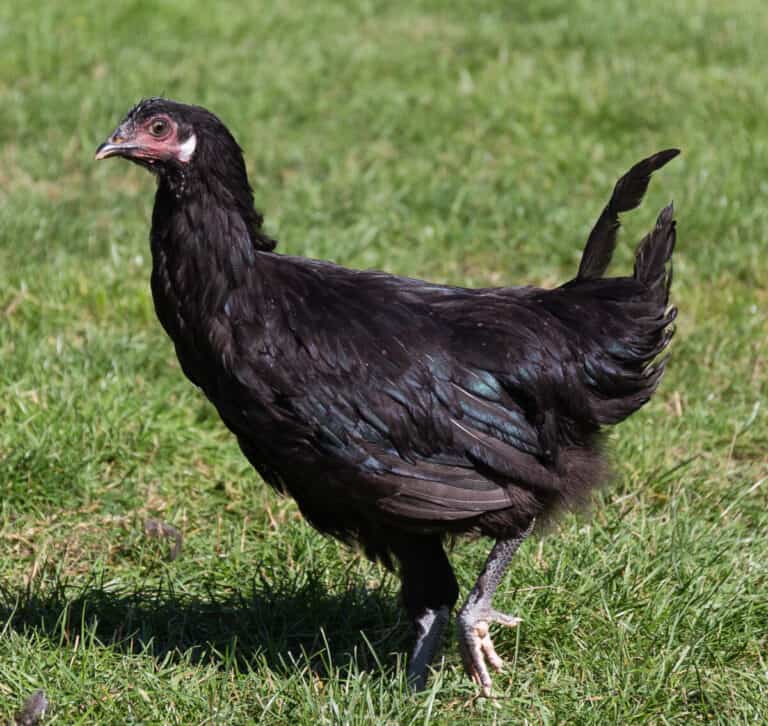 10 Ugliest Chicken Breeds (With Photos) | Homestead Crowd